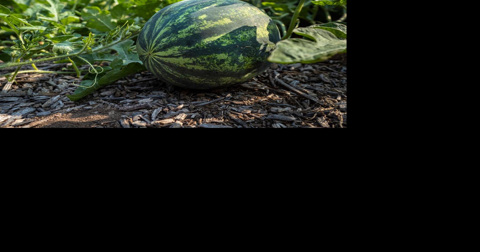 Master Gardener: Ever wonder how seedless watermelons grow?