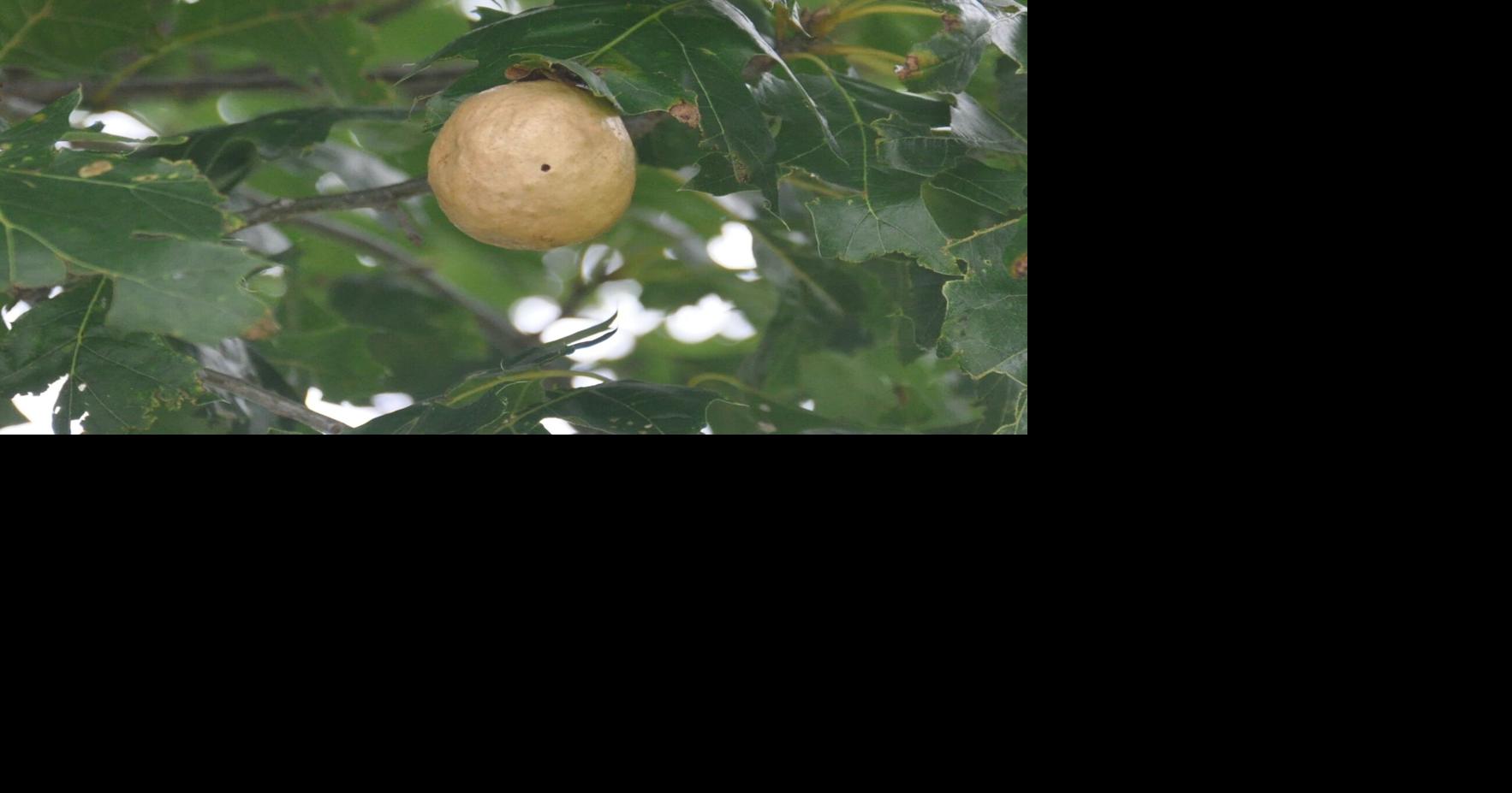 Nature Note: Galls abnormal growths on trees