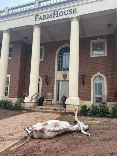 Oklahoma State fraternity finds dead longhorn in yard