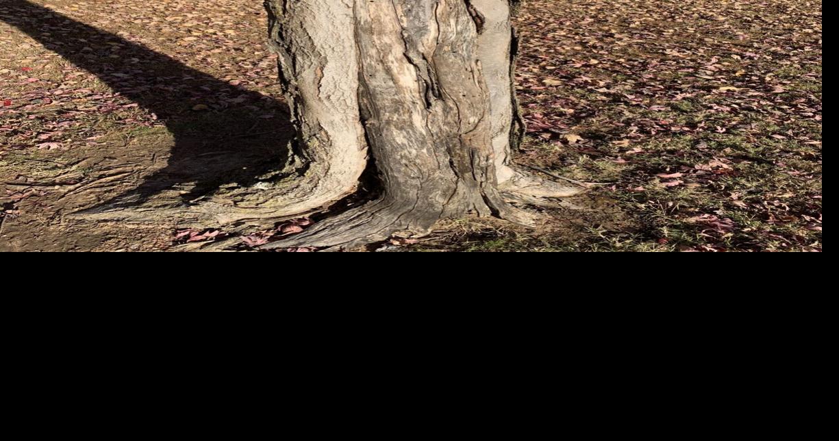 Master Gardener: Preventing winter tree damage, Southwest Tree Injury