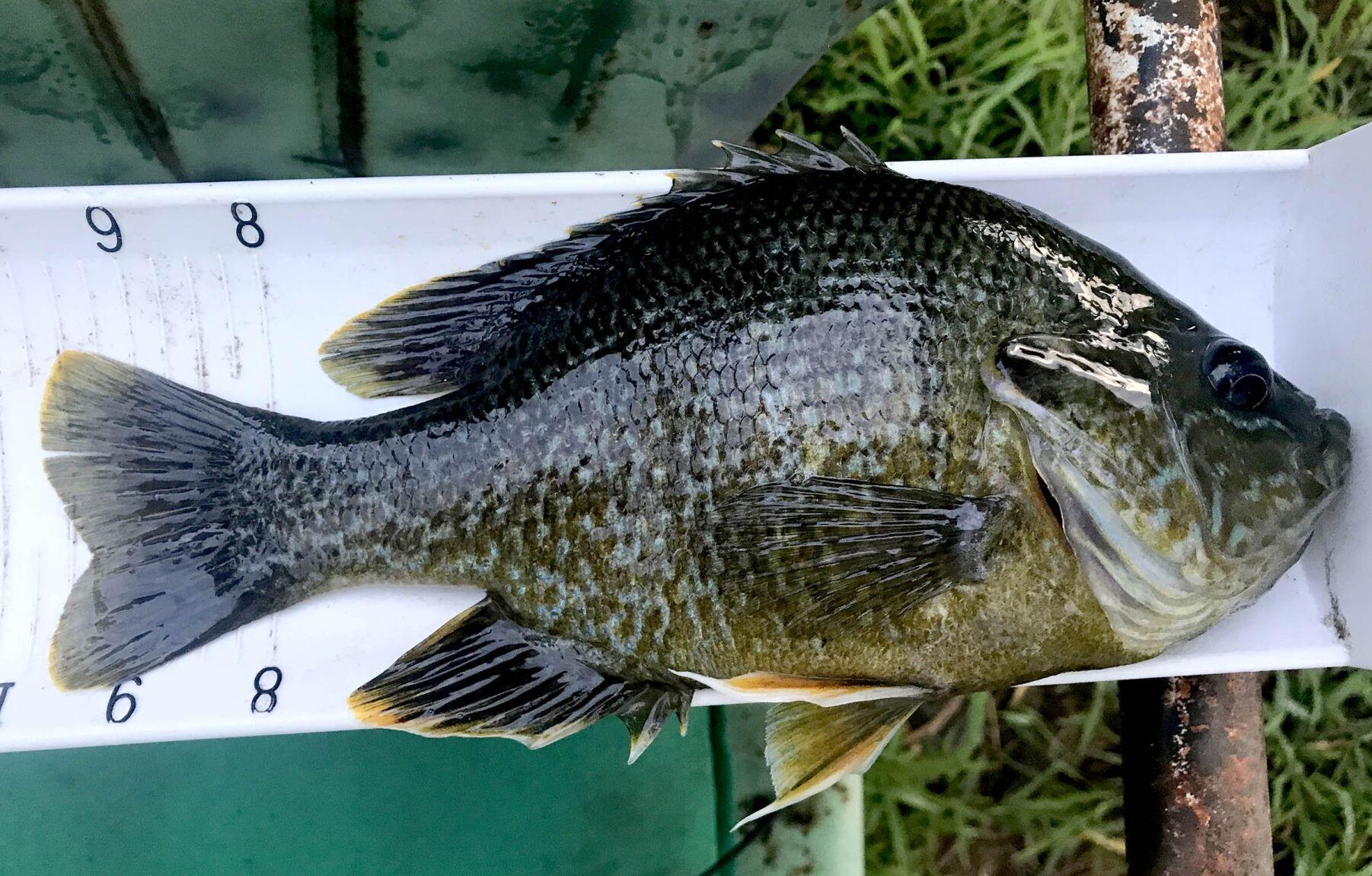 Gallery: 19 Oklahoma fish species caught on a fly rod. Can you ID them?