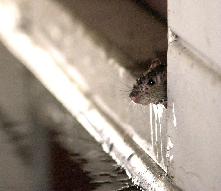 Why are there no rats in Alberta?