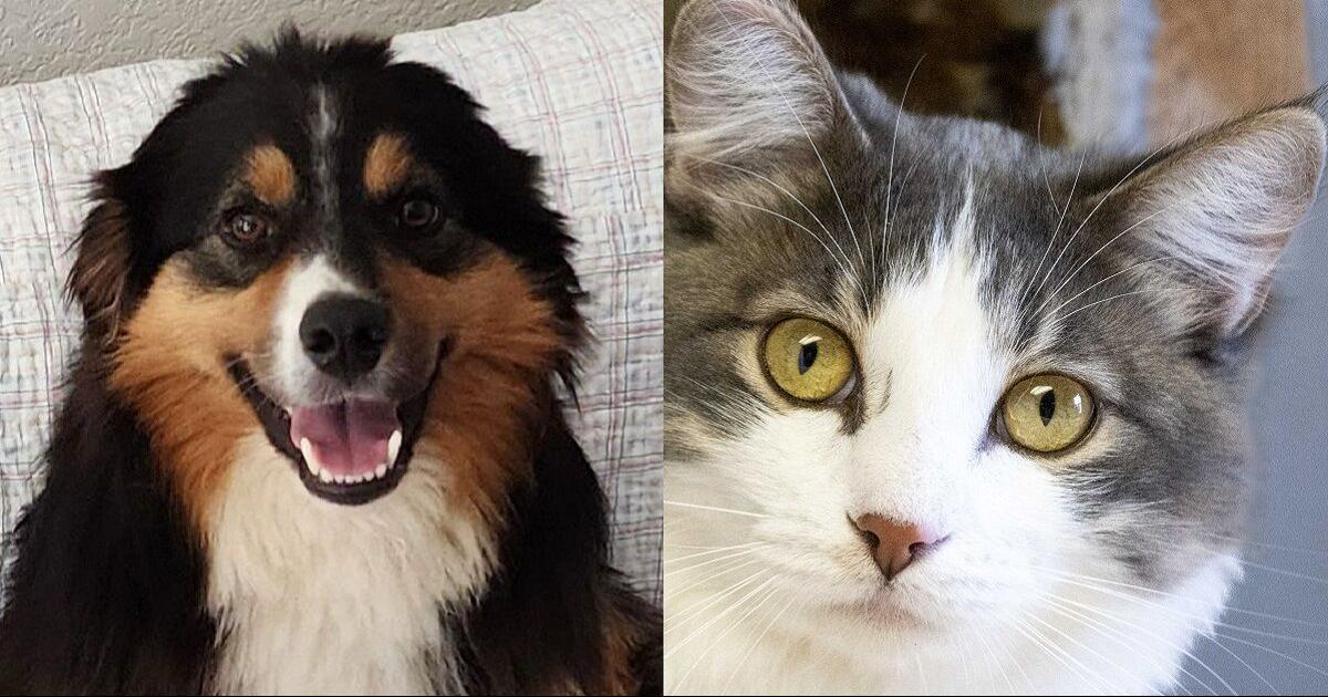 Tulsa Oklahoma area dogs and cats available to adopt