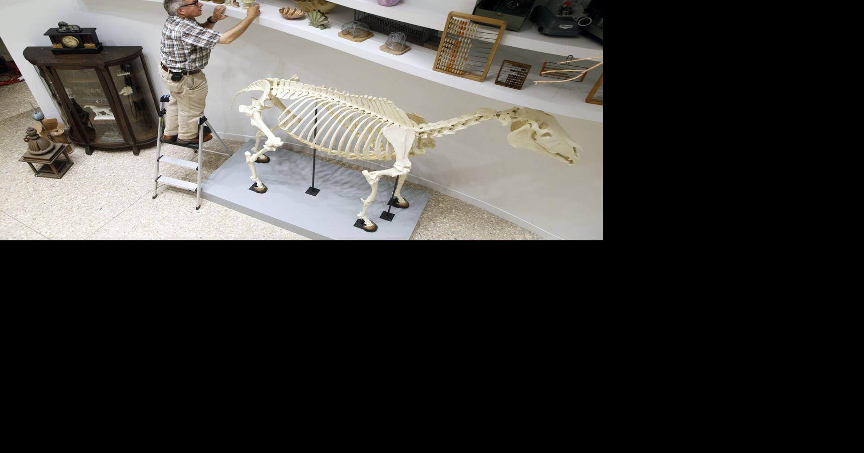 Artist Mark Dion to update Gathering Place's Cabinet of Wonder