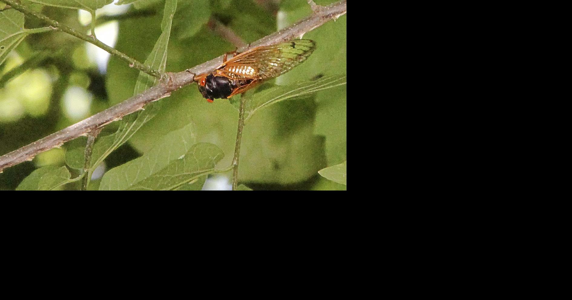 17-year cicadas are late but plentiful in Oklahoma