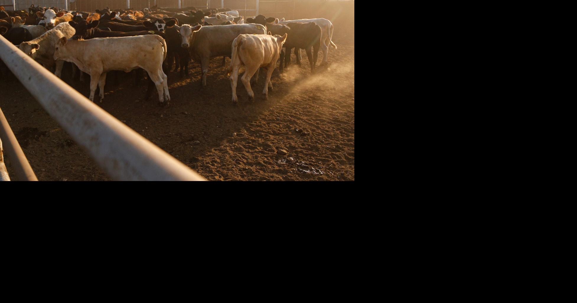 Oklahoma cattle producers warned of screwworm threat