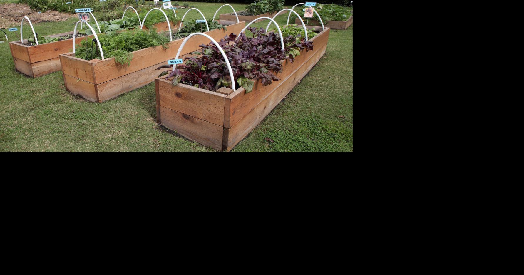Master Gardener: Tips for building raised vegetable gardens