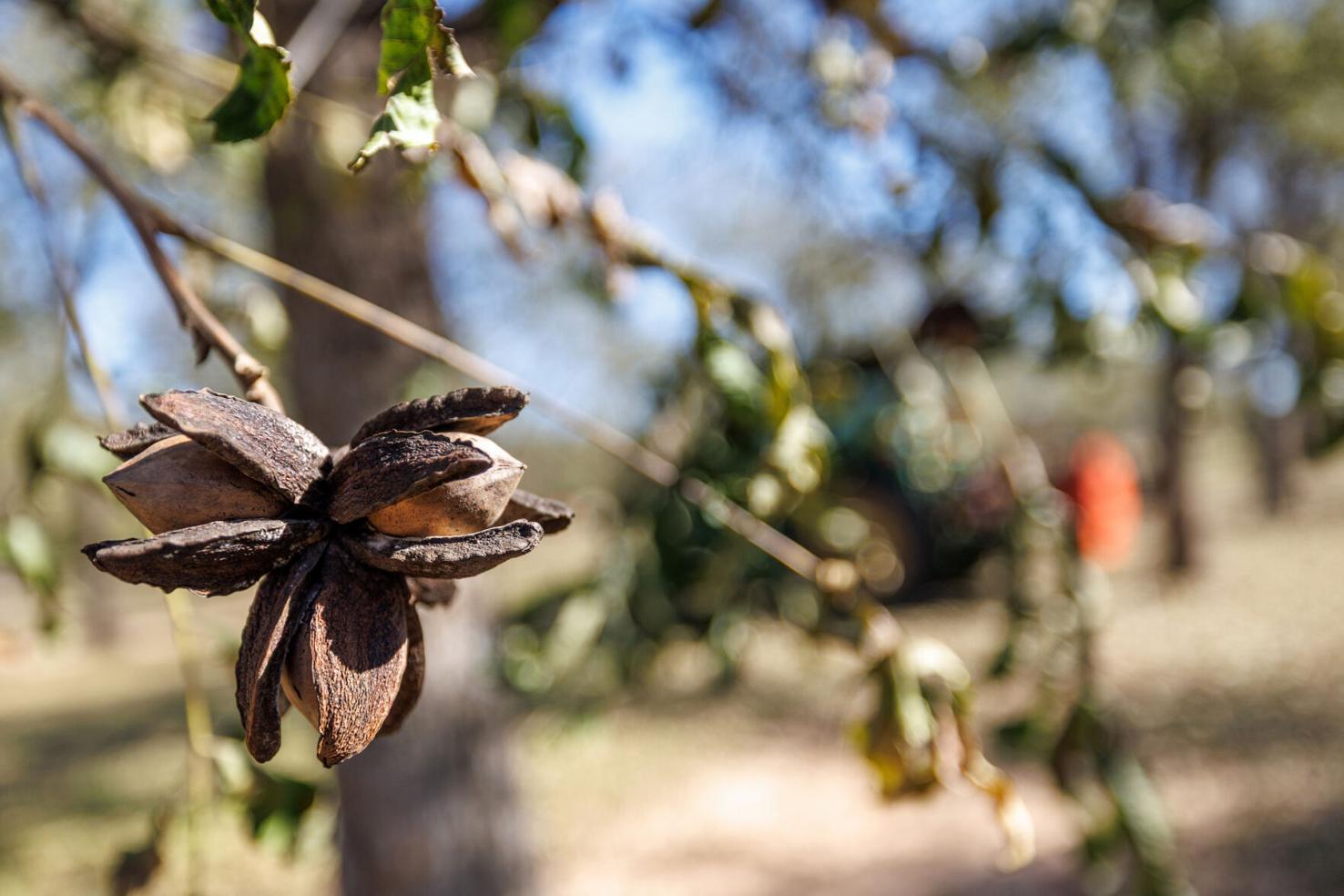 How to grow pecan trees | Tulsa Master Gardener column