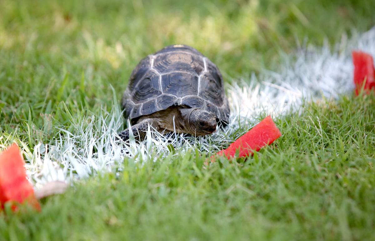 Baby tortoise race wild art | | tulsaworld.com