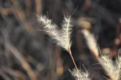 Nature Note: Splitbeard Bluestem