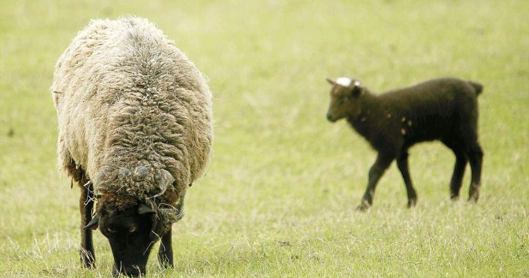 Woolly Weekend sheep-shearing festival set