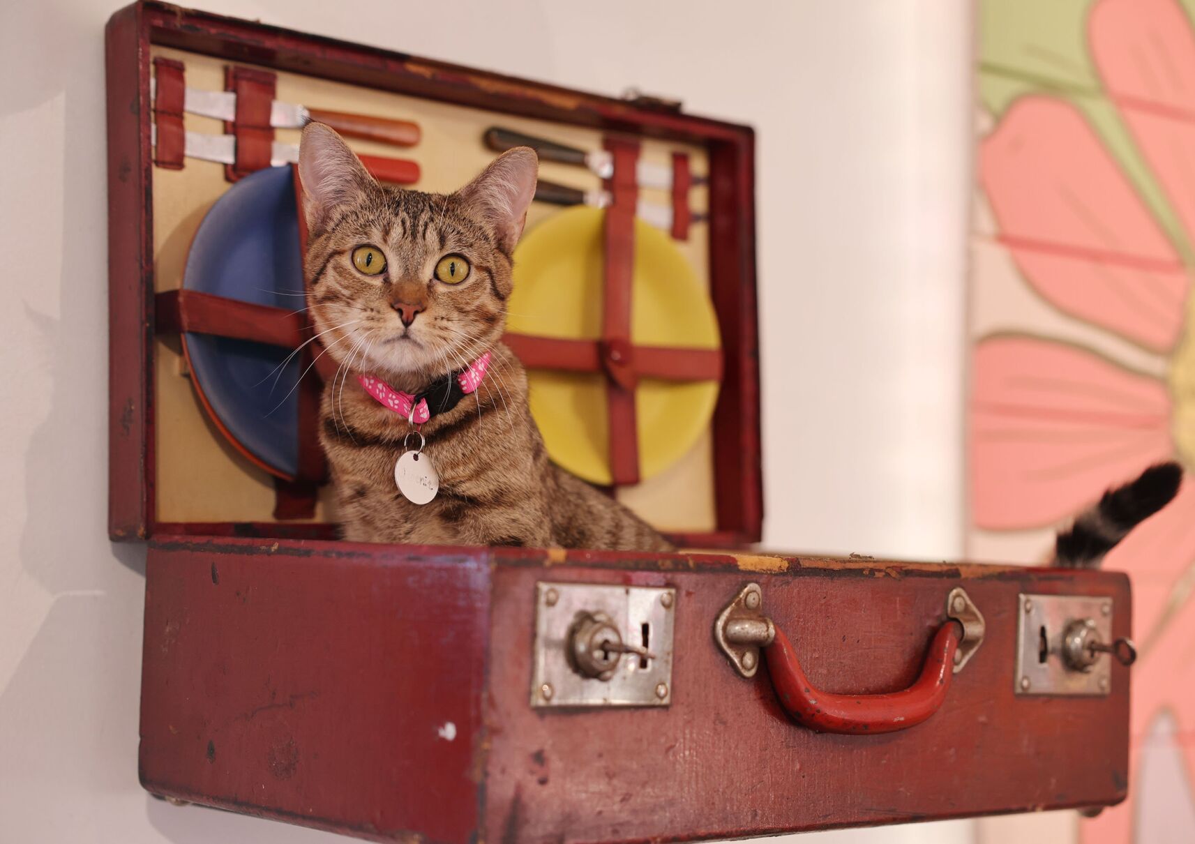 First cat cafe, Don't Stress Meowt, opens in Tulsa