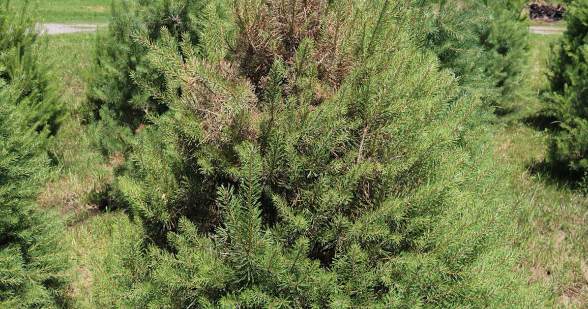 Bagworm tree damage