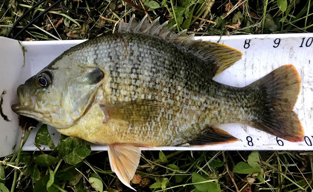 Gallery: 19 Oklahoma fish species caught on a fly rod. Can you ID them ...