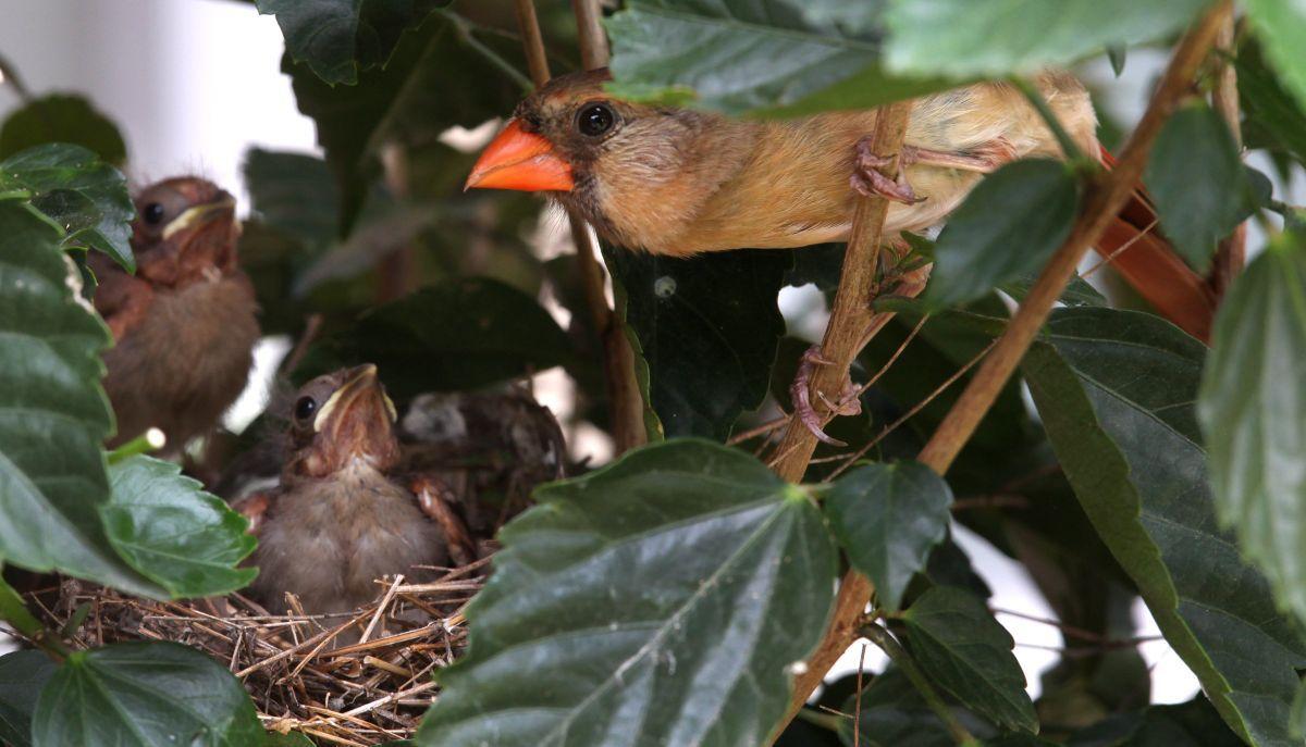 Photo Gallery: Northern cardinal chicks leave the nest