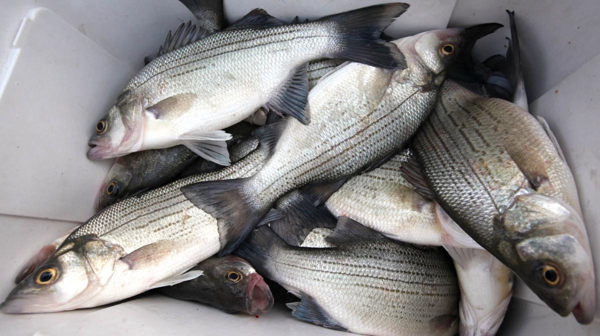 Kelly Bostian: No use in chasing yesterday's sand bass, just have a ...