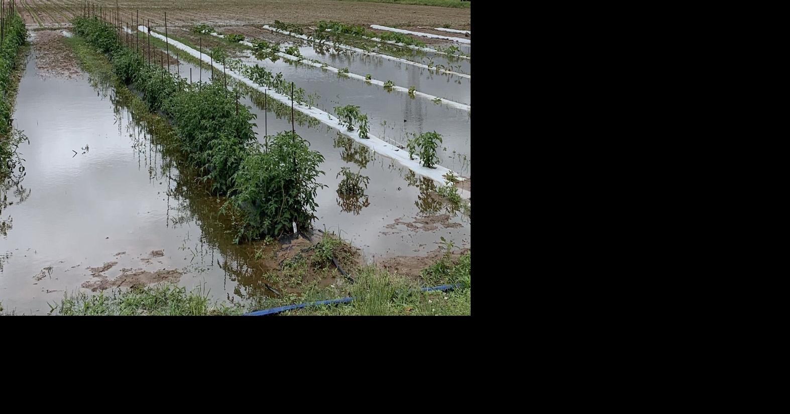 Master Gardener: Why waterlogged roots will impede how your garden grows