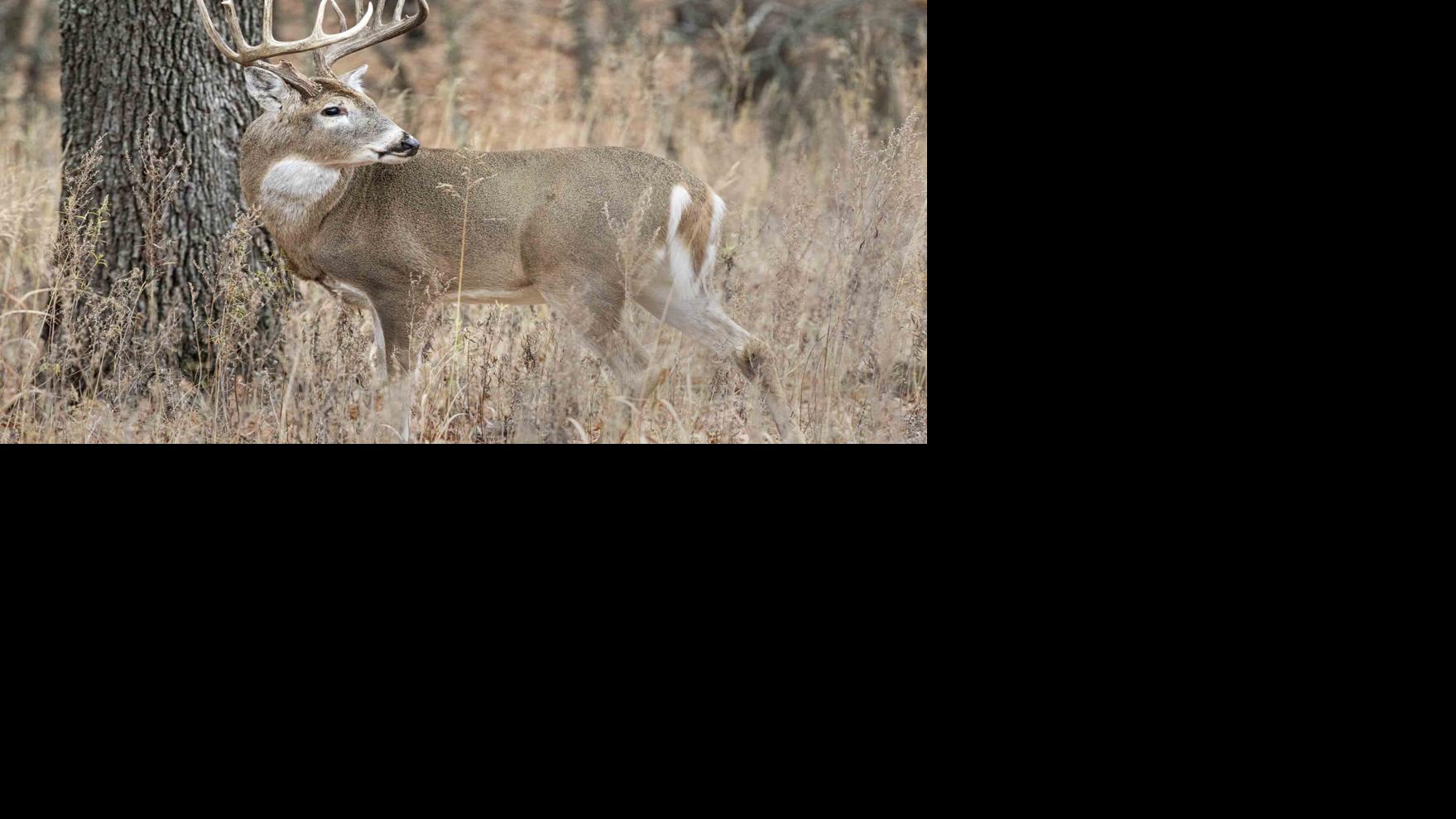 Eight-point, 10-point, $600 Million: Rifle season for deer means big ...