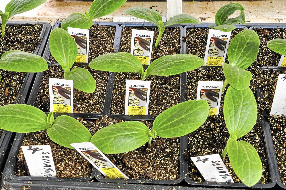 Master Gardener: Tips on planting vegetables from sprouts or seeds