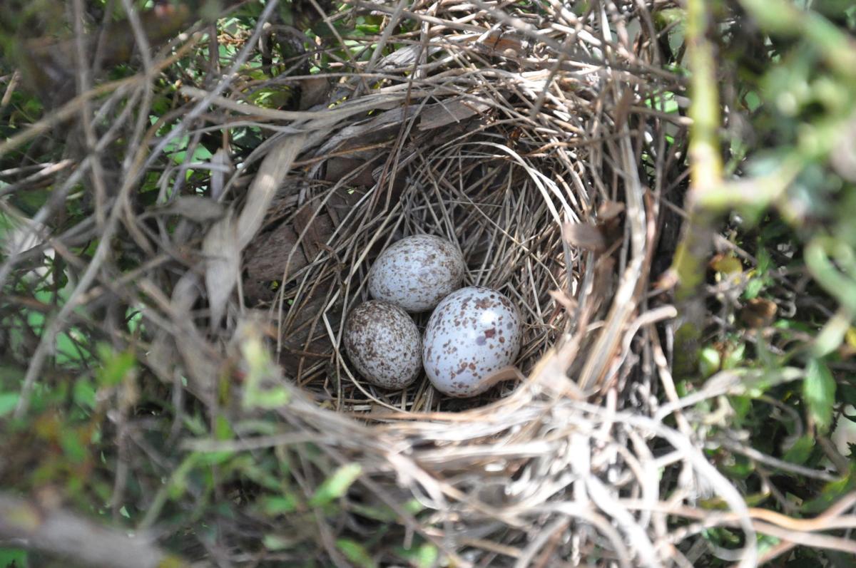 Nature Note Cowbirds Common To Area