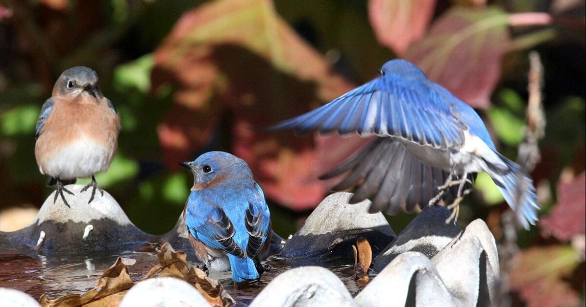 Tulsa World Scene podcast: Bring all the birds to your yard this spring