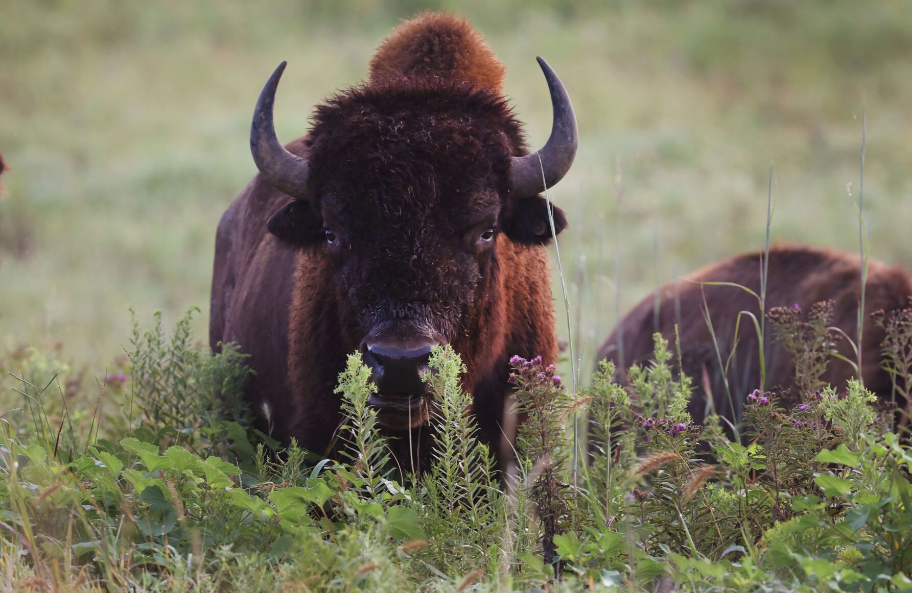 More bison in Oklahoma? Tribal leaders celebrate Buffalo Management Act