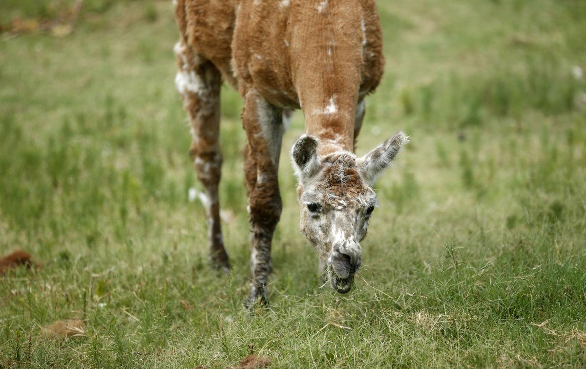 Photo gallery: A visit to Woolaroc Museum and Wildlife Preserve | News ...