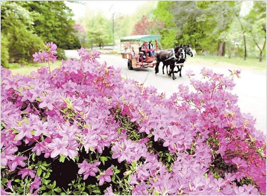Muskogee Azalea Festival is annual April Oklahoma tradition
