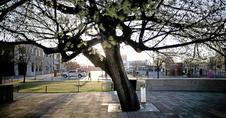 At the OKC bombing memorial, the Survivor Tree endures, inspires