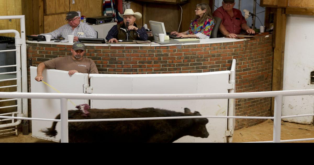 Cow tale: Four generations make stockyards a true family business