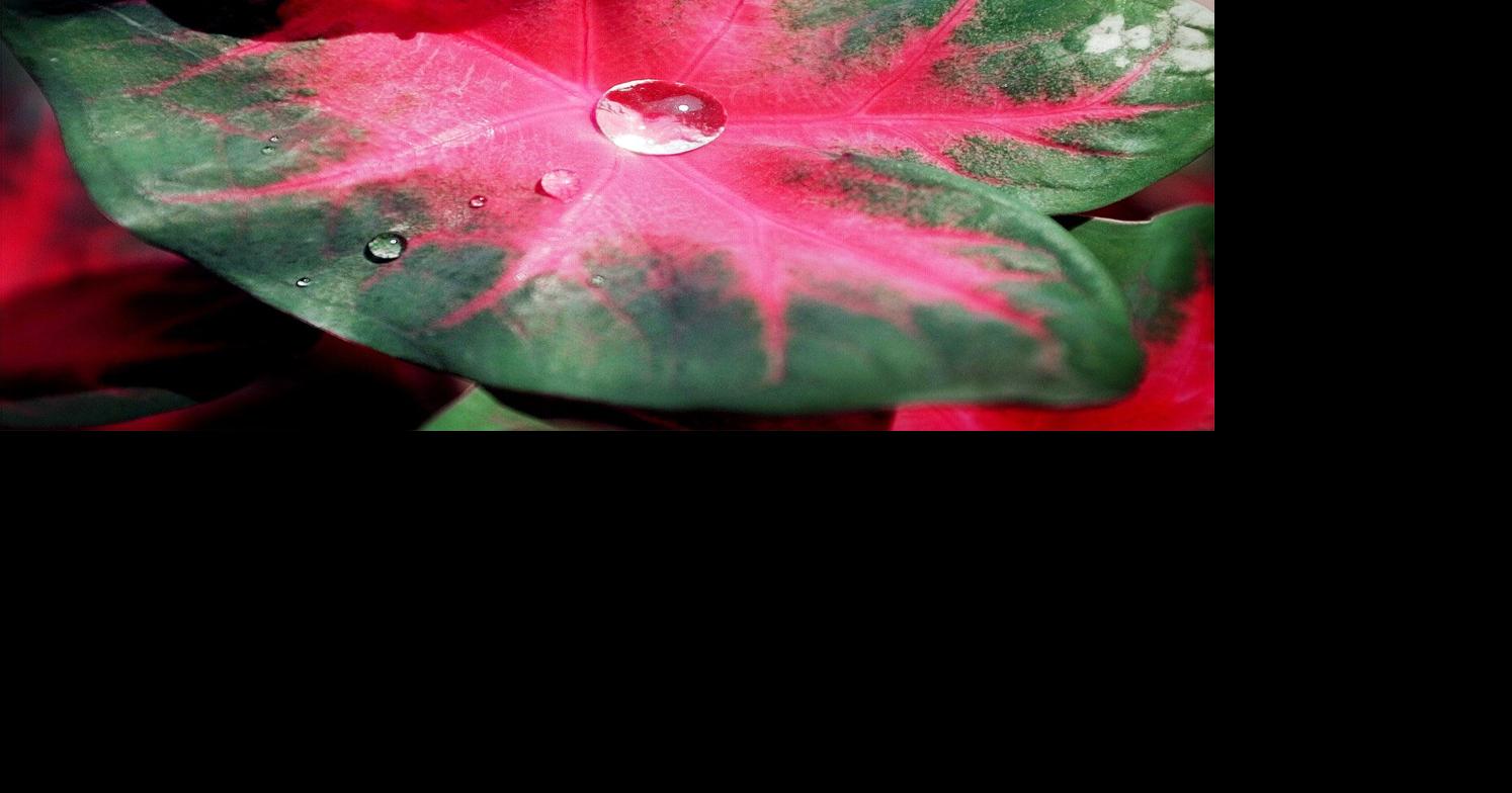 Master Gardener: Are your plants overwatered or underwatered?