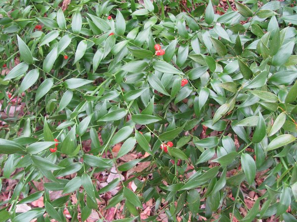 Poet's laurel has several uses in the landscape