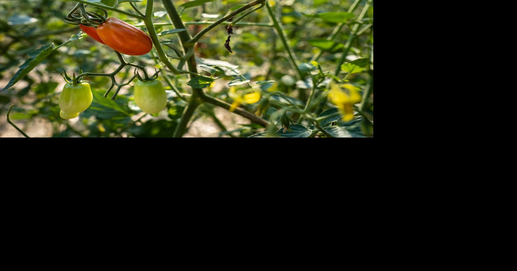 Ways to reduce pest issues in your summer vegetable garden