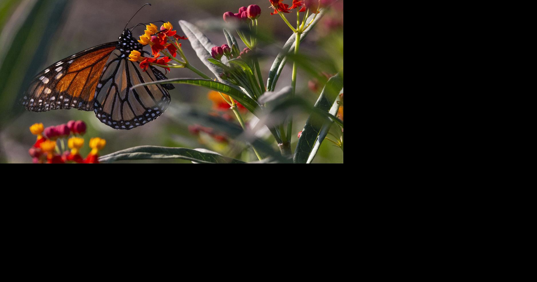 Drought affects monarch migration amid peak in Oklahoma