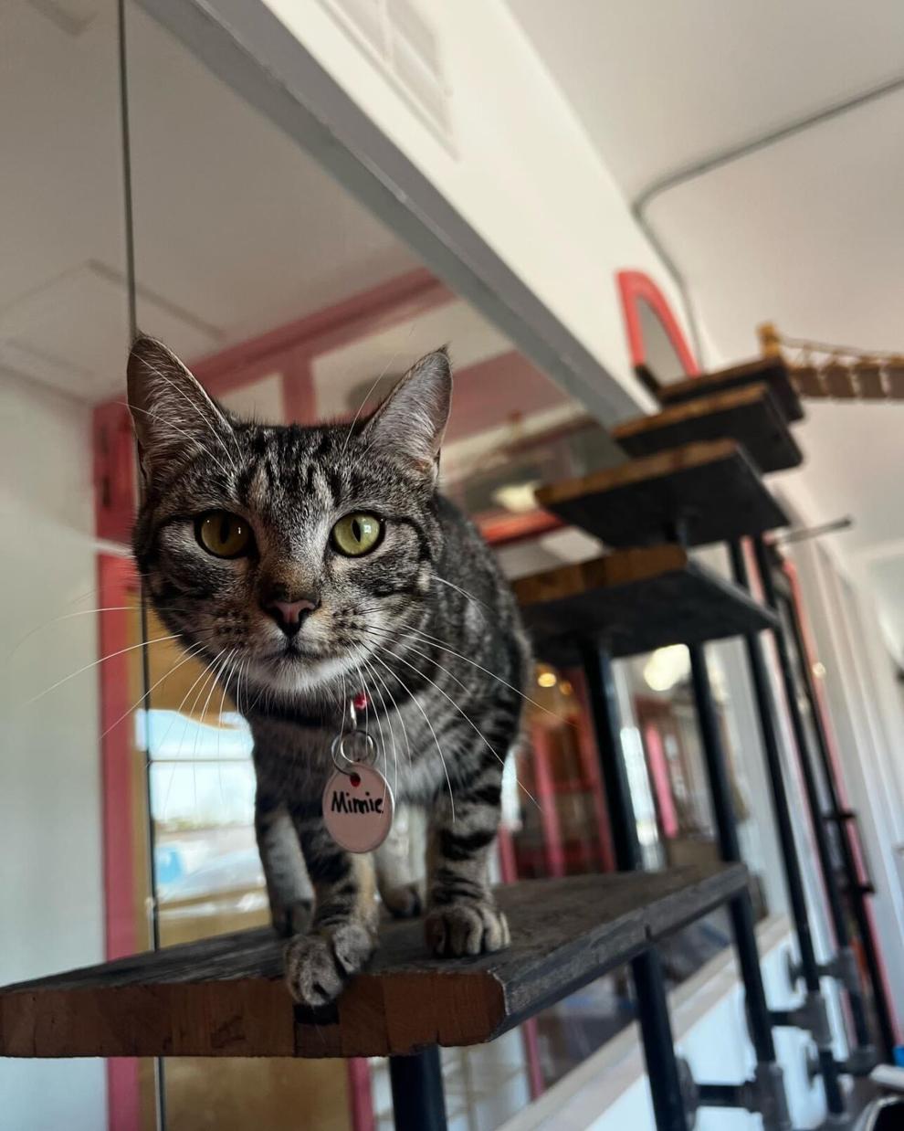 Tulsa's Don't Stress Meowt cat cafe to open in fall 2024
