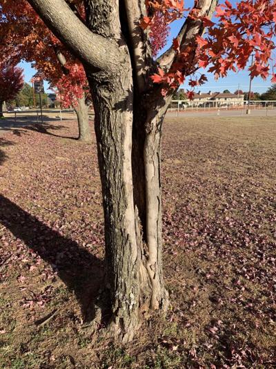 Master Gardener: Prevent Southwest Tree Injury by taking action now