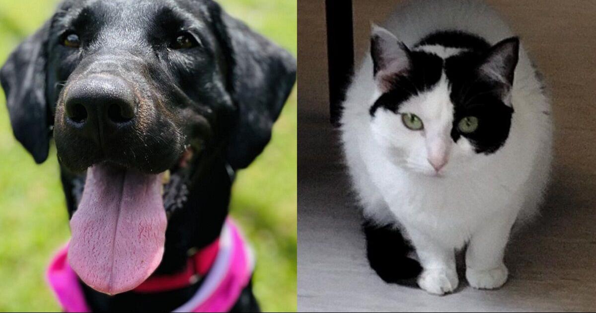 Tulsa Oklahoma area dogs and cats available to adopt