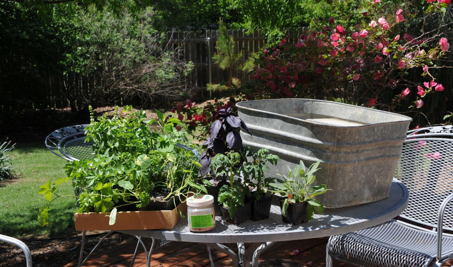 Master Gardener: Best practices for growing squash and tips for warding ...