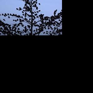 The feathered menace