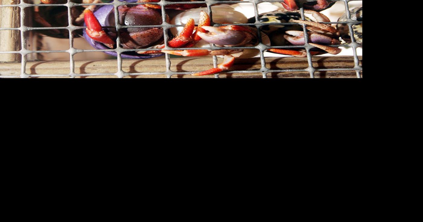 Nigel the hermit crab had a short life that left eternal questions ...
