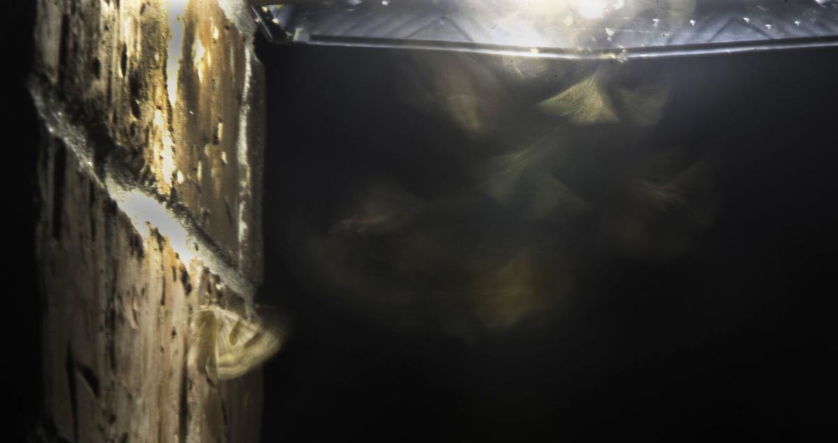 Yellow lights make mellow summers for insects