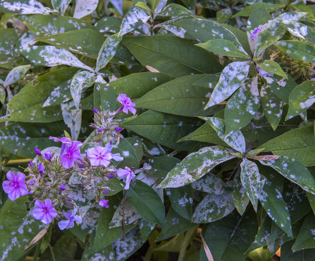 Master Gardener: Disease-resistant plants are beneficial in gardens