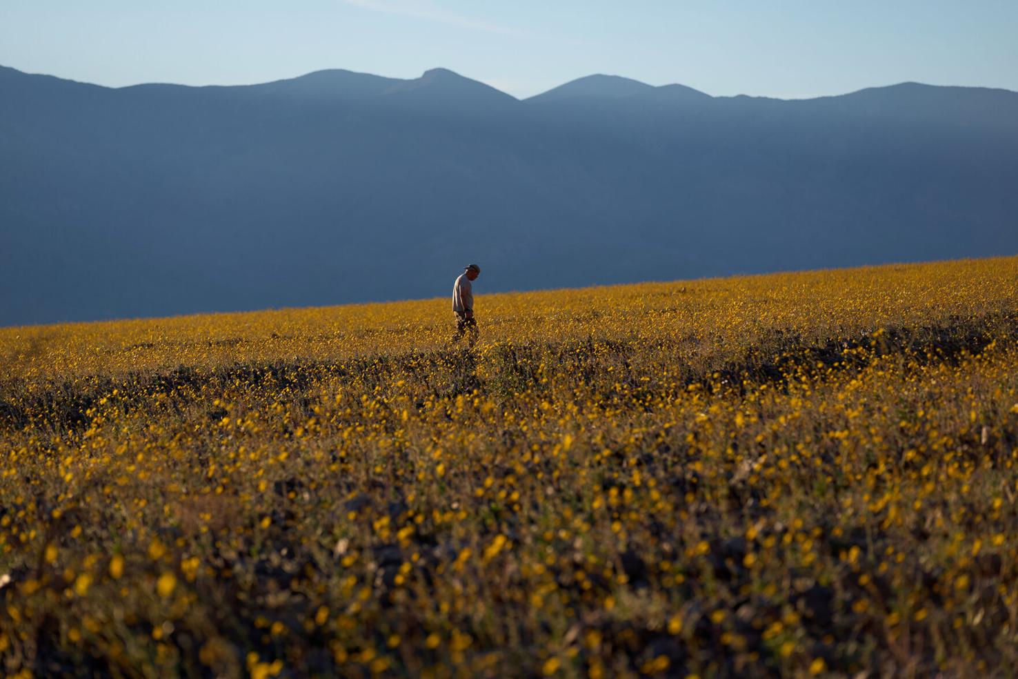 Rare wildflowers blooming in arid Death Valley