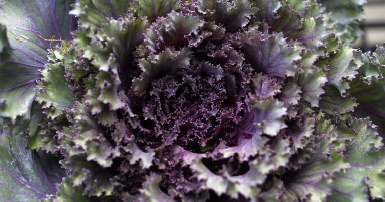 Master Gardener: How to extend vegetable garden's growing season