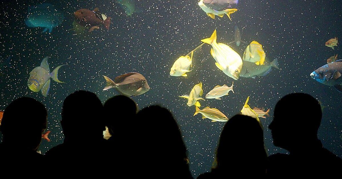 Photos: Oklahoma Aquarium through the years