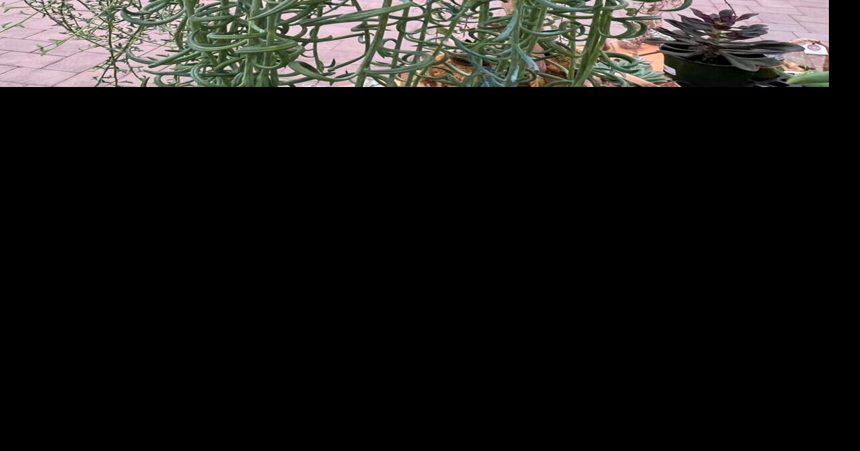 Gardening-Succulents-string of dolphins plant