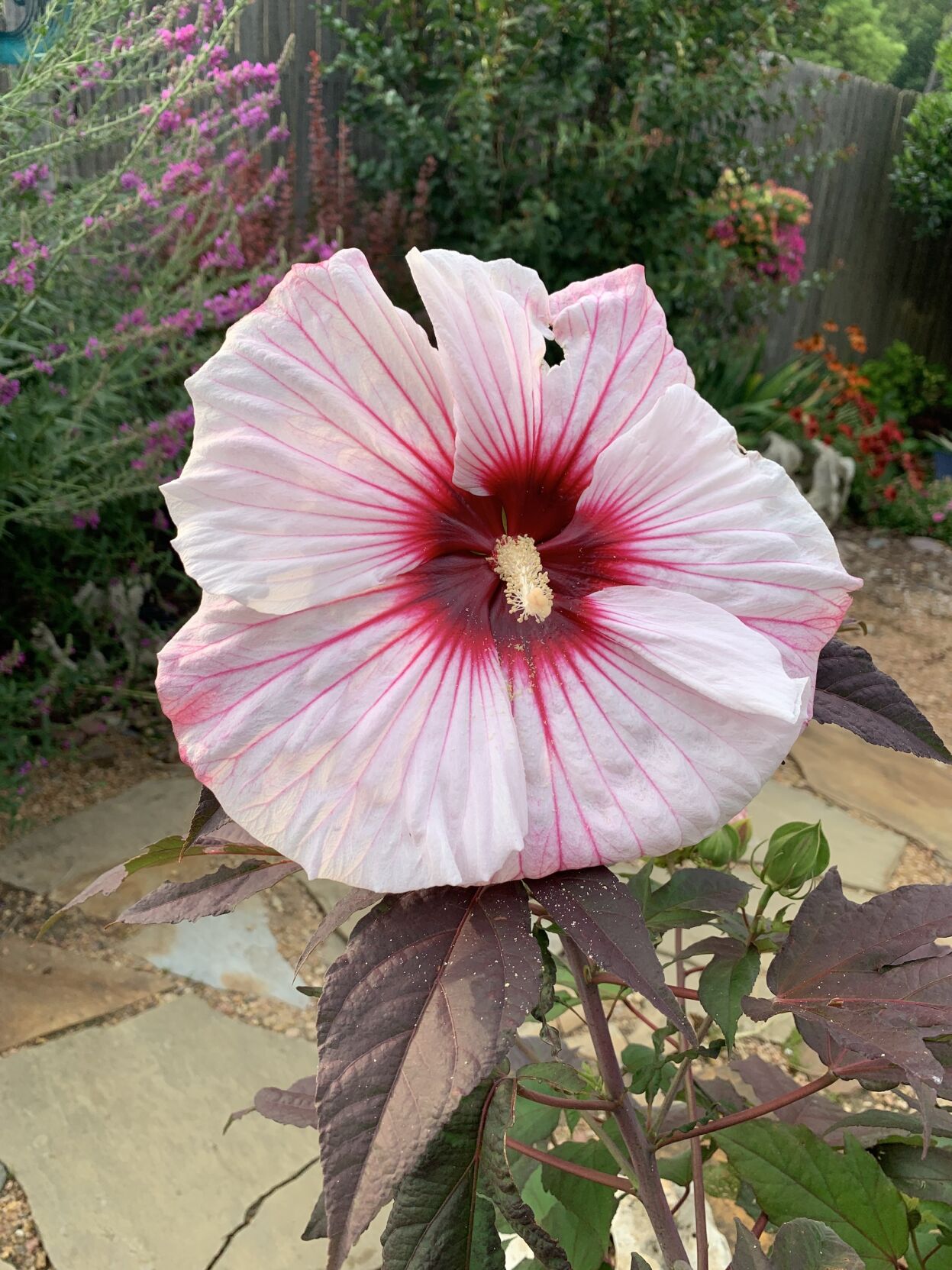 Drooping plants not always cause for concern