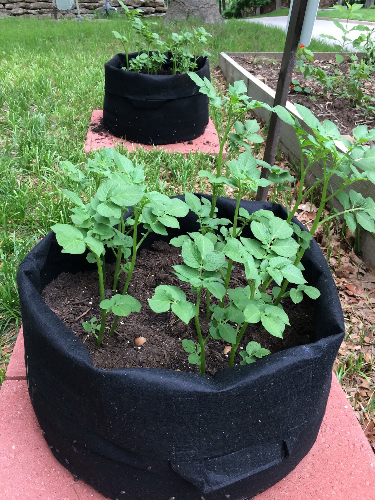 Planting guide for onions, potatoes, cool-season vegetables