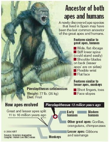 Ape fossils hailed as a key discovery