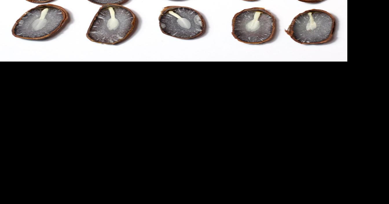 persimmon seeds inside